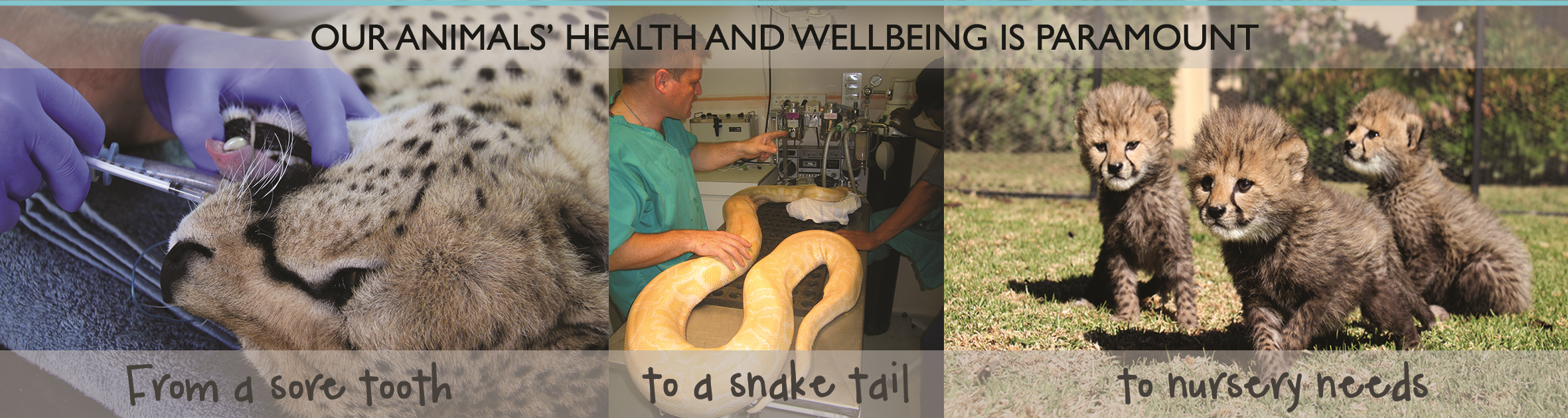 About our animals - Cango Wildlife Ranch