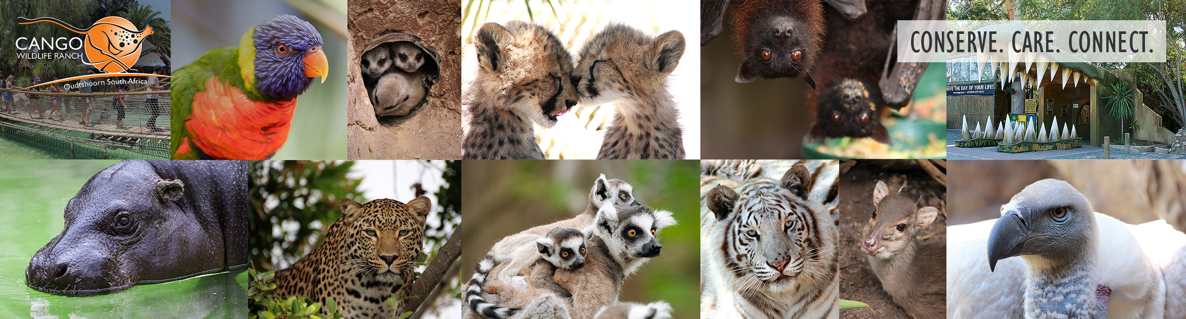 Attractions - Cango Wildlife Ranch