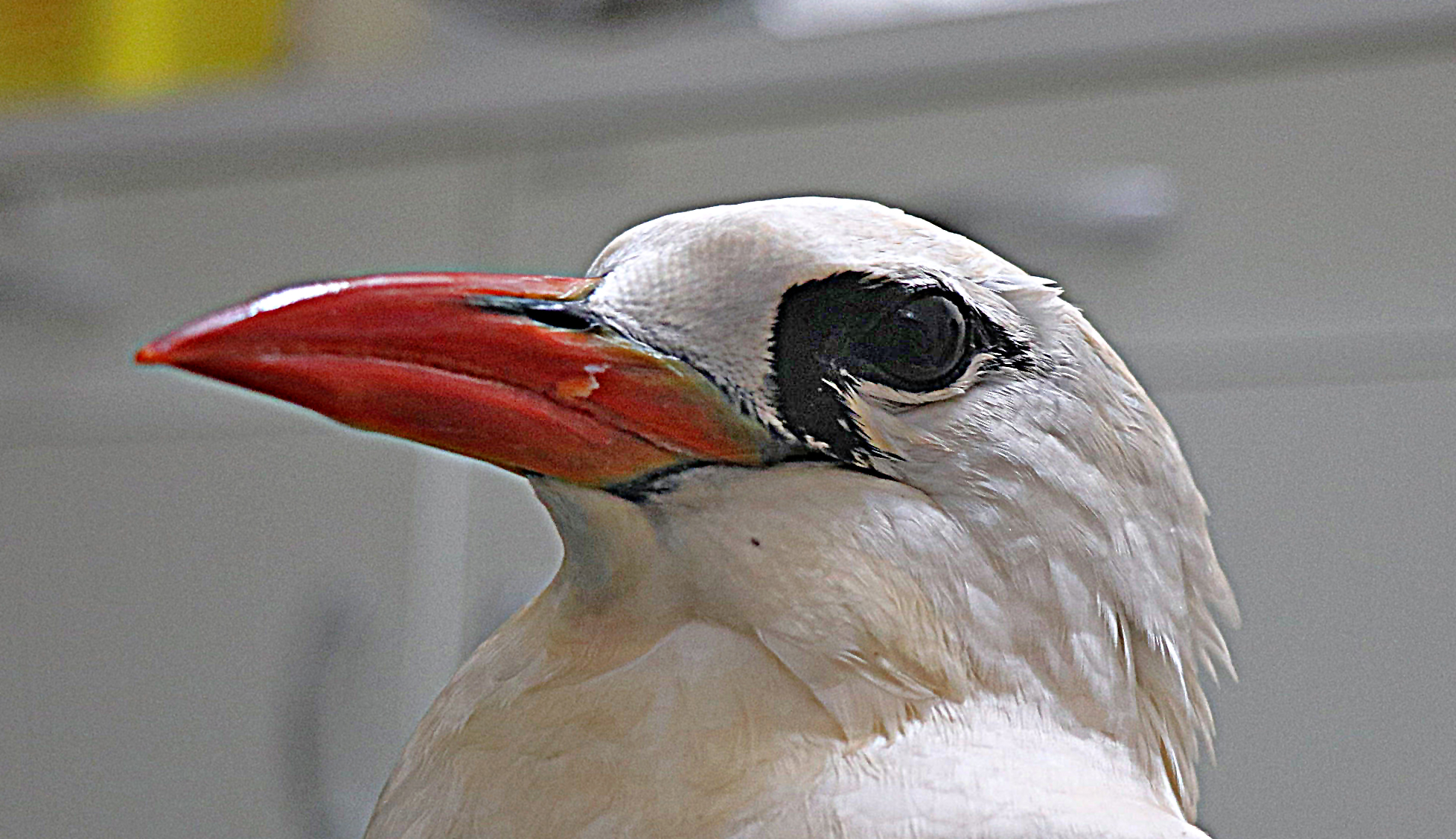 A Klein Karoo first: The tropicbird mystery